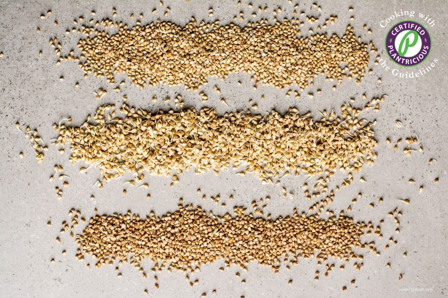 Sprouted Buckwheat aka How to Sprout Buckwheat | Nutriplanet